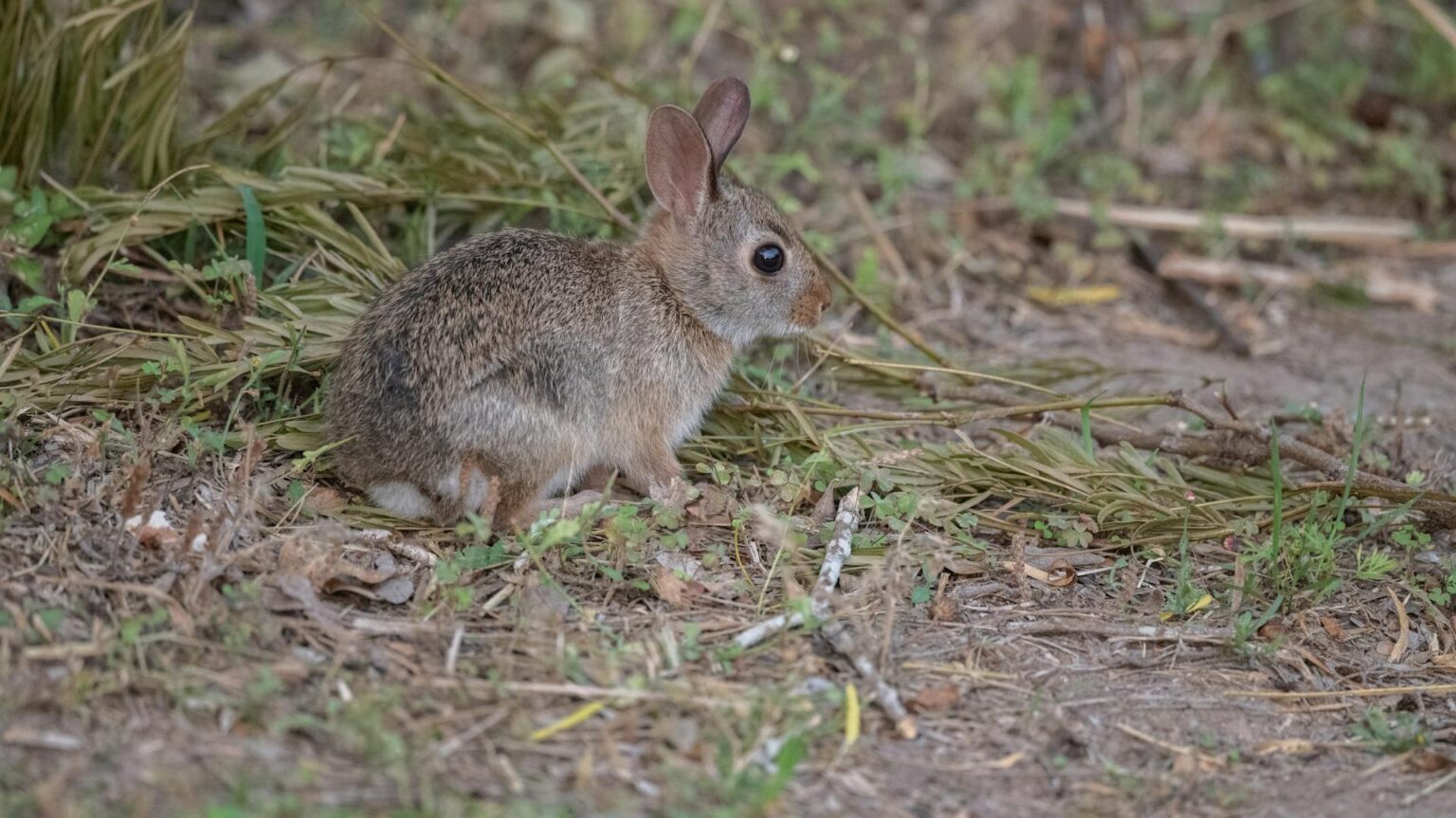 Can Mice Carry Rabies? The Comprehensive Guide - ibrahimwrites.blog